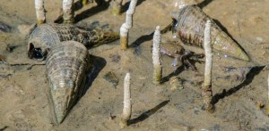 The mangrove animal life – Mangroves from the Water (MFTW)